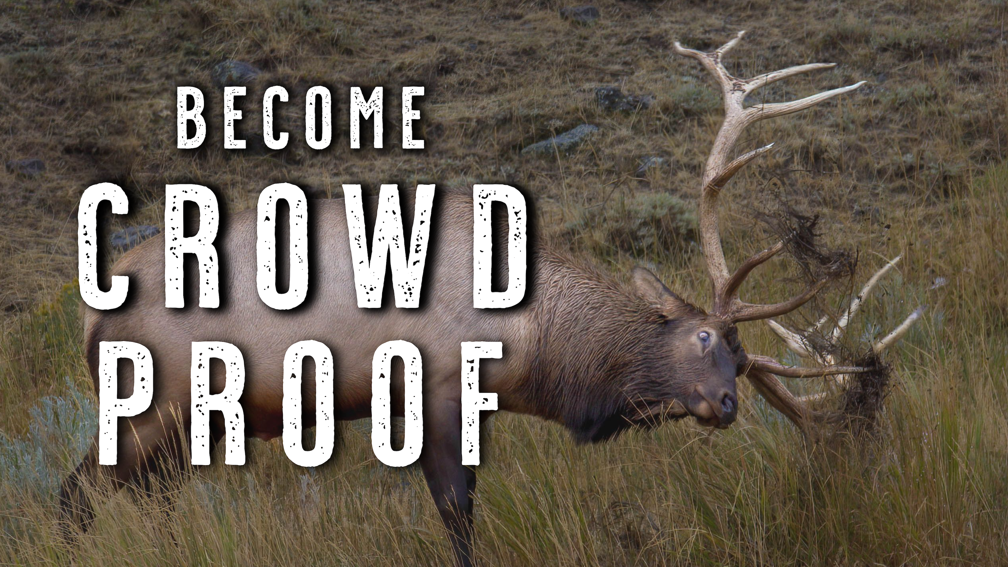 Archery Elk Hunting Pressured Units | DIY Public Land Hunting Tips ...