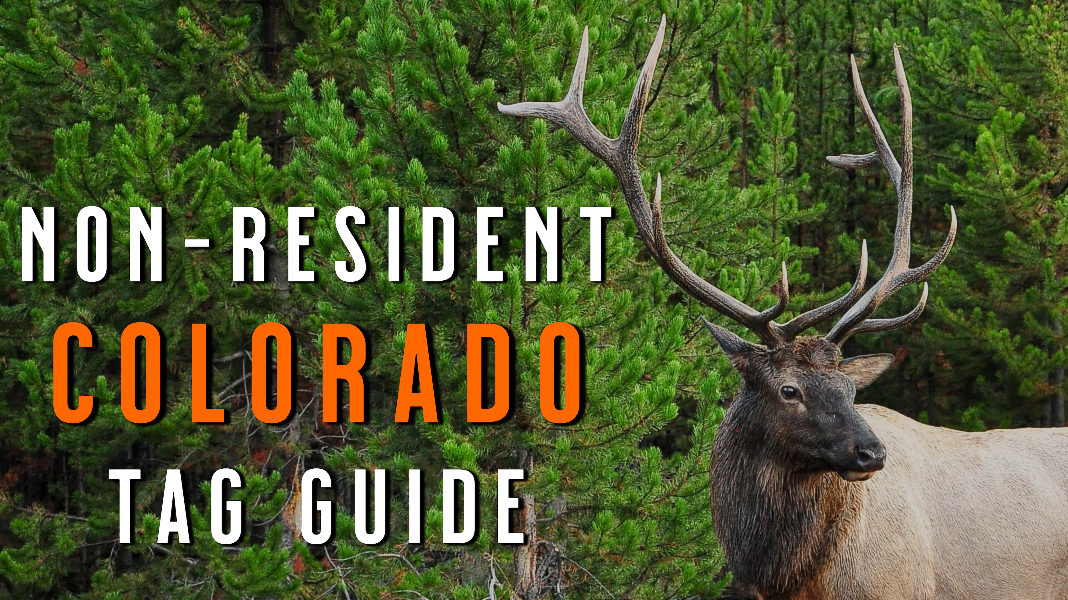 Colorado Big Game Draw 2026 | How Non-Residents Apply for Elk, Mule De ...