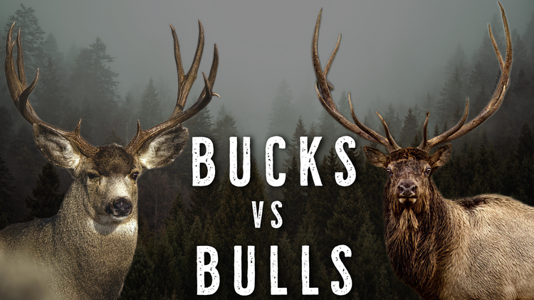 Mule Deer Hunting vs Elk Hunting | 5 Key Differences Every Western Hun ...