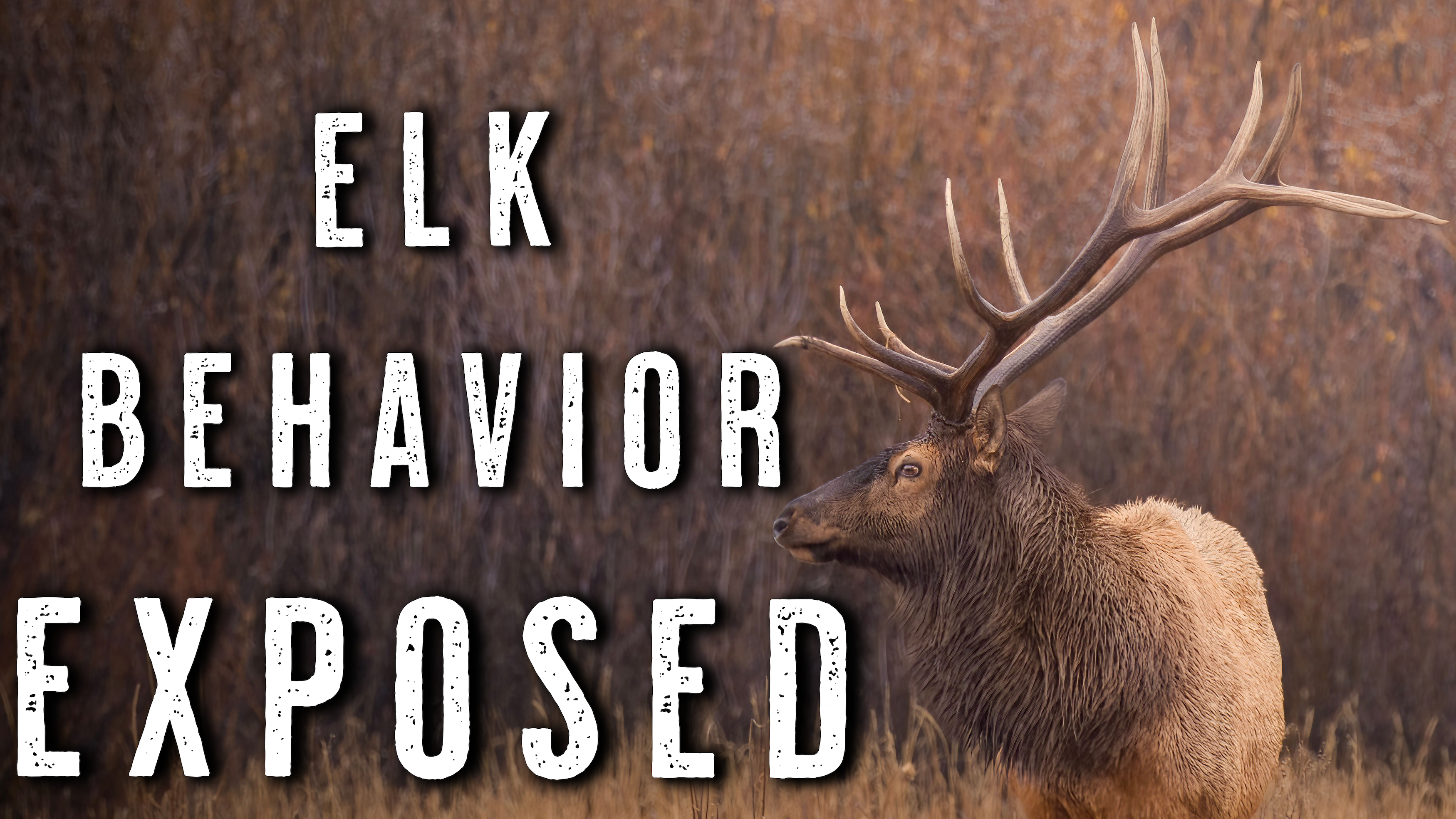 SEPTEMBER Elk Hunting PRESSURE | How Bulls Change Week by Week ...