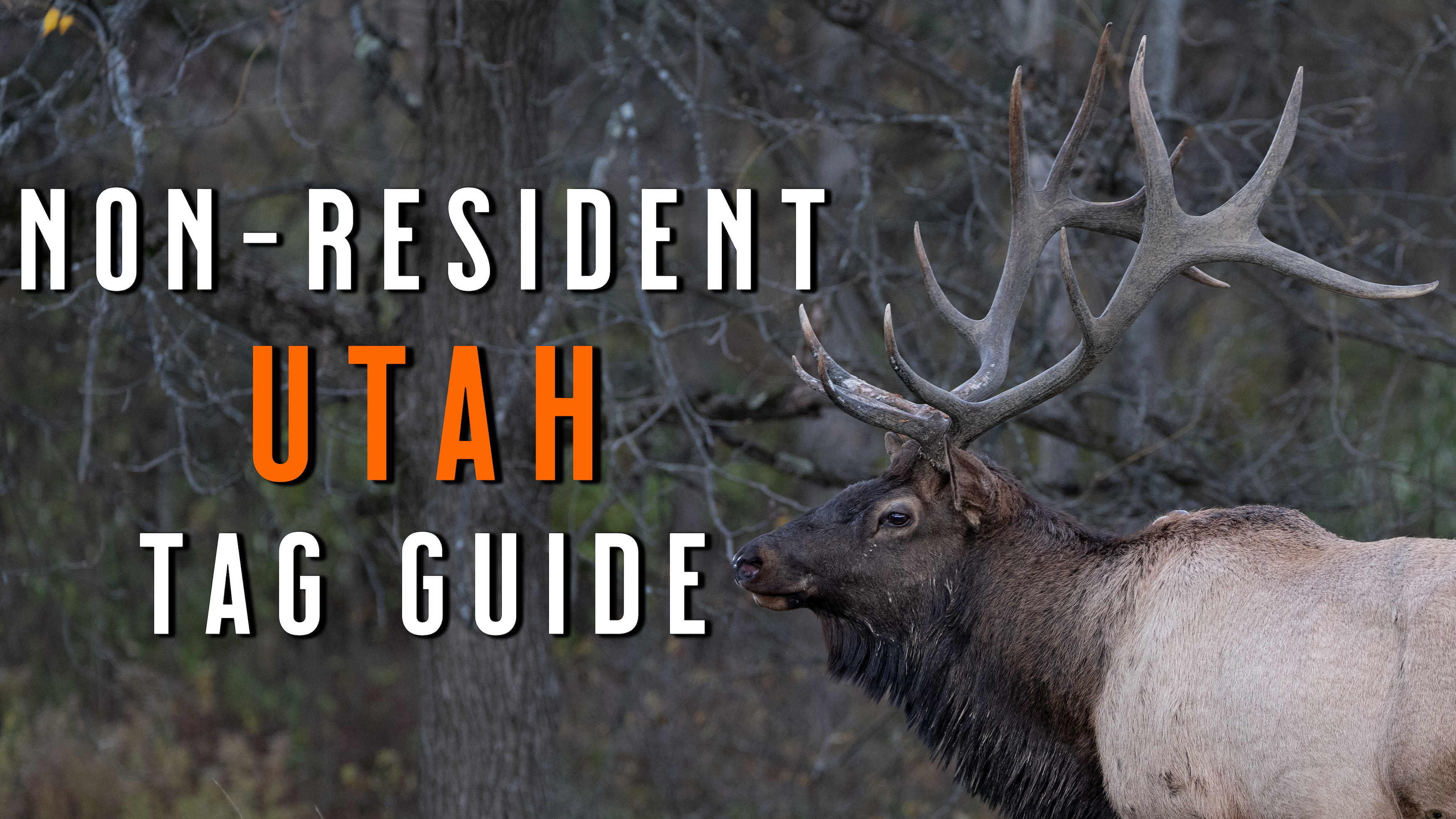 UTAH Big Game Draw 2026 | How Non-Residents Apply for Elk, Mule Deer ...