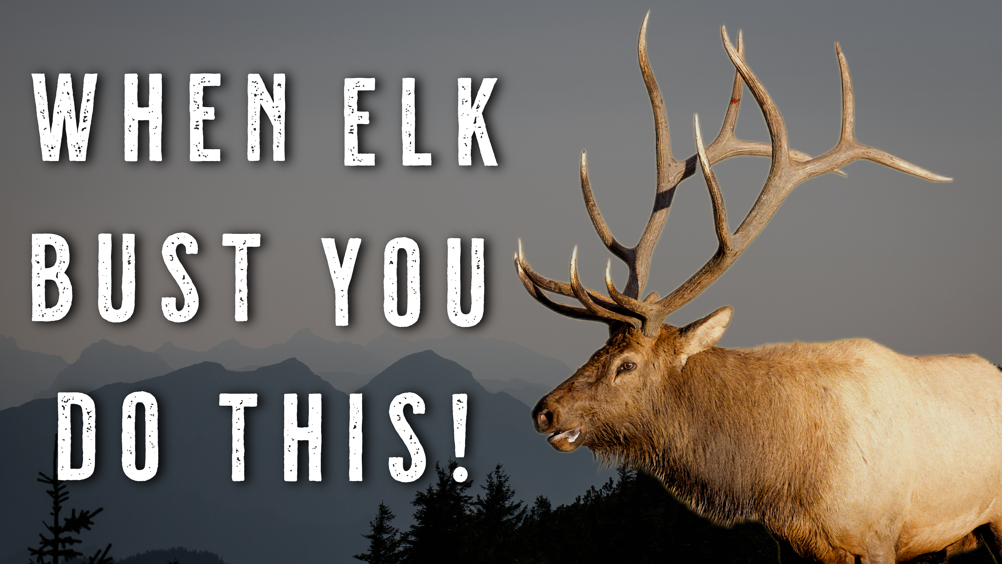 What To Do When Elk Bust You | Elk Hunting Recovery Tactics – BACKBONE ...